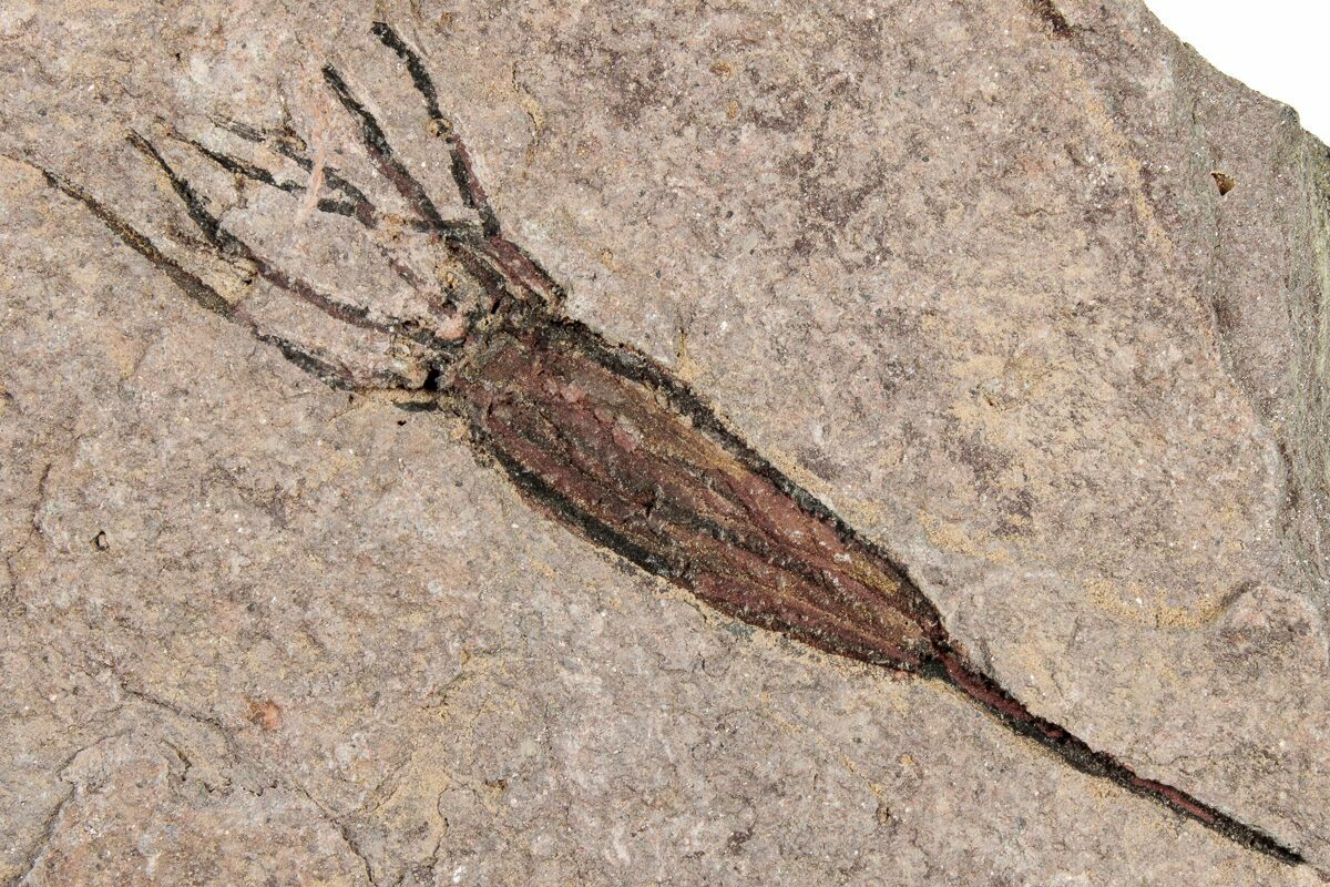 3.05" Fossil Eocrinoid (Ascocystites) - El Kaid Rami, Morocco (#306169 ...