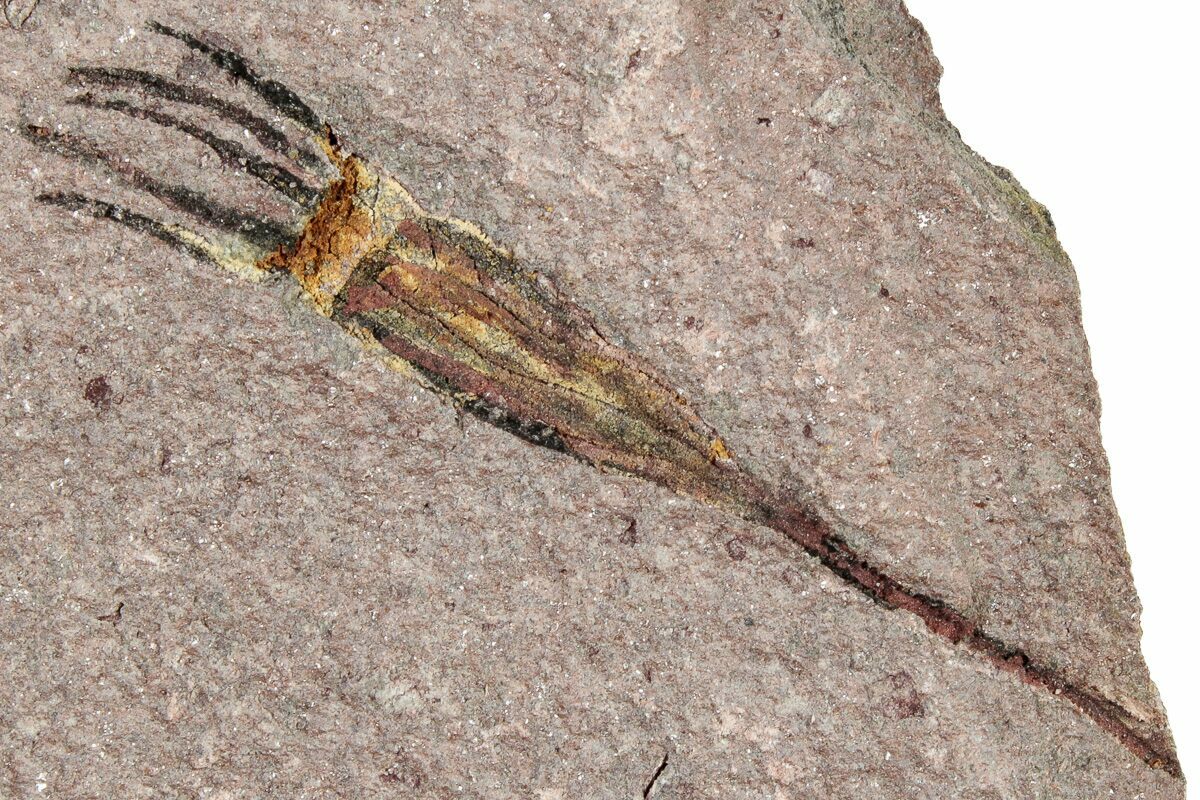 2.1" Fossil Eocrinoid (Ascocystites) - El Kaid Rami, Morocco (#306173 ...