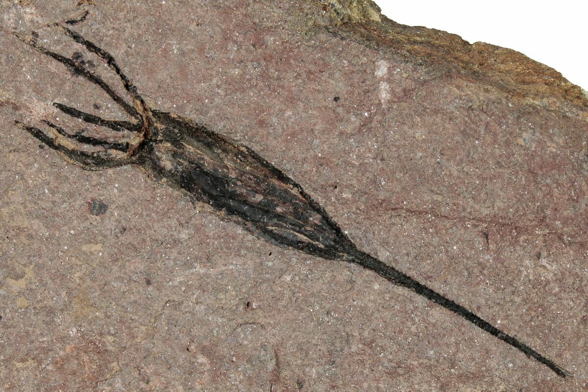 2.85" Fossil Eocrinoid (Ascocystites) - El Kaid Rami, Morocco (#306177 ...