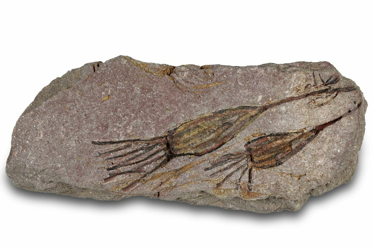 4.7" Eocrinoid (Ascocystites) Mortality Plate - Ordovician (#306196 ...