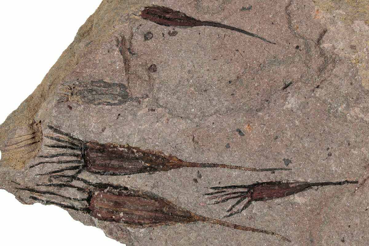 4.85" Eocrinoid (Ascocystites) Mortality Plate - Ordovician (#306201 ...