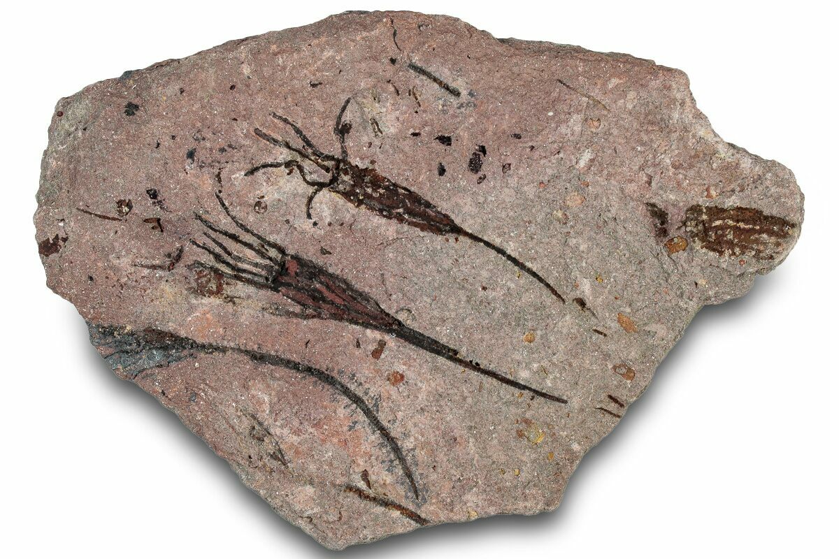 4.6" Eocrinoid (Ascocystites) Mortality Plate - Ordovician (#306204 ...