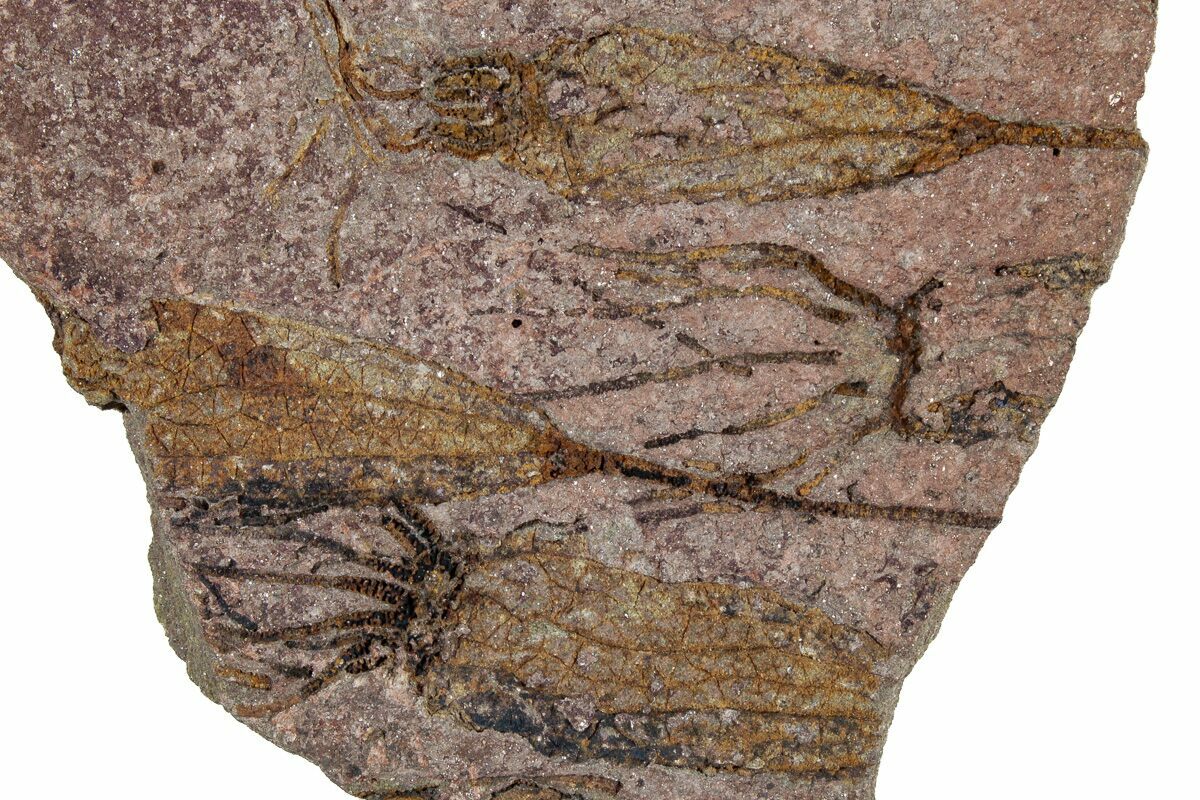 4.4" Eocrinoid (Ascocystites) Mortality Plate - Ordovician (#306205 ...