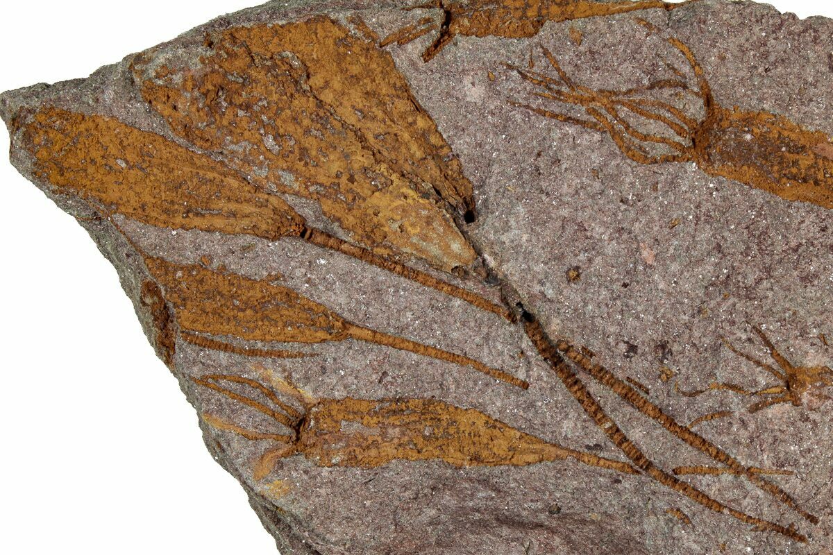 5.1" Eocrinoid (Ascocystites) Mortality Plate - Ordovician (#306209 ...