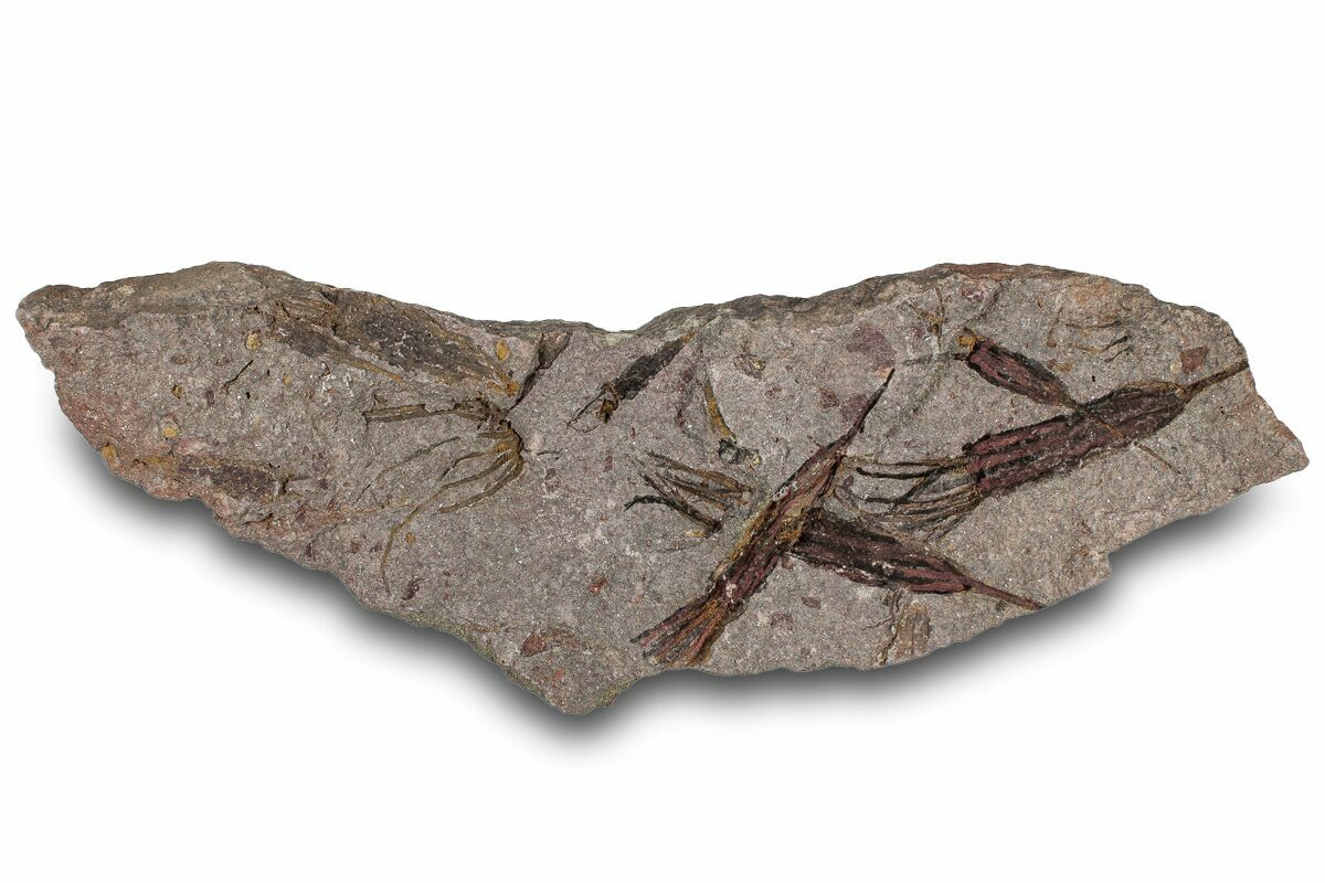 7.7" Eocrinoid (Ascocystites) Mortality Plate - Ordovician (#306212 ...