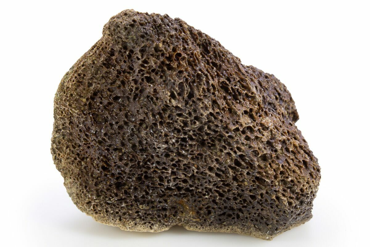 1.9" Fossil Tyrannosaur (T. rex) Bone Section - Wyoming (#306775) For ...