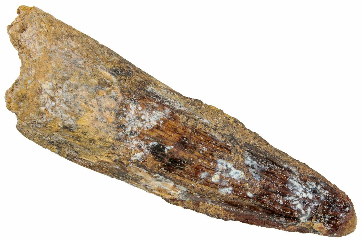 2.27" Fossil Spinosaurus Tooth - Real Dinosaur Tooth (#305847) For Sale ...
