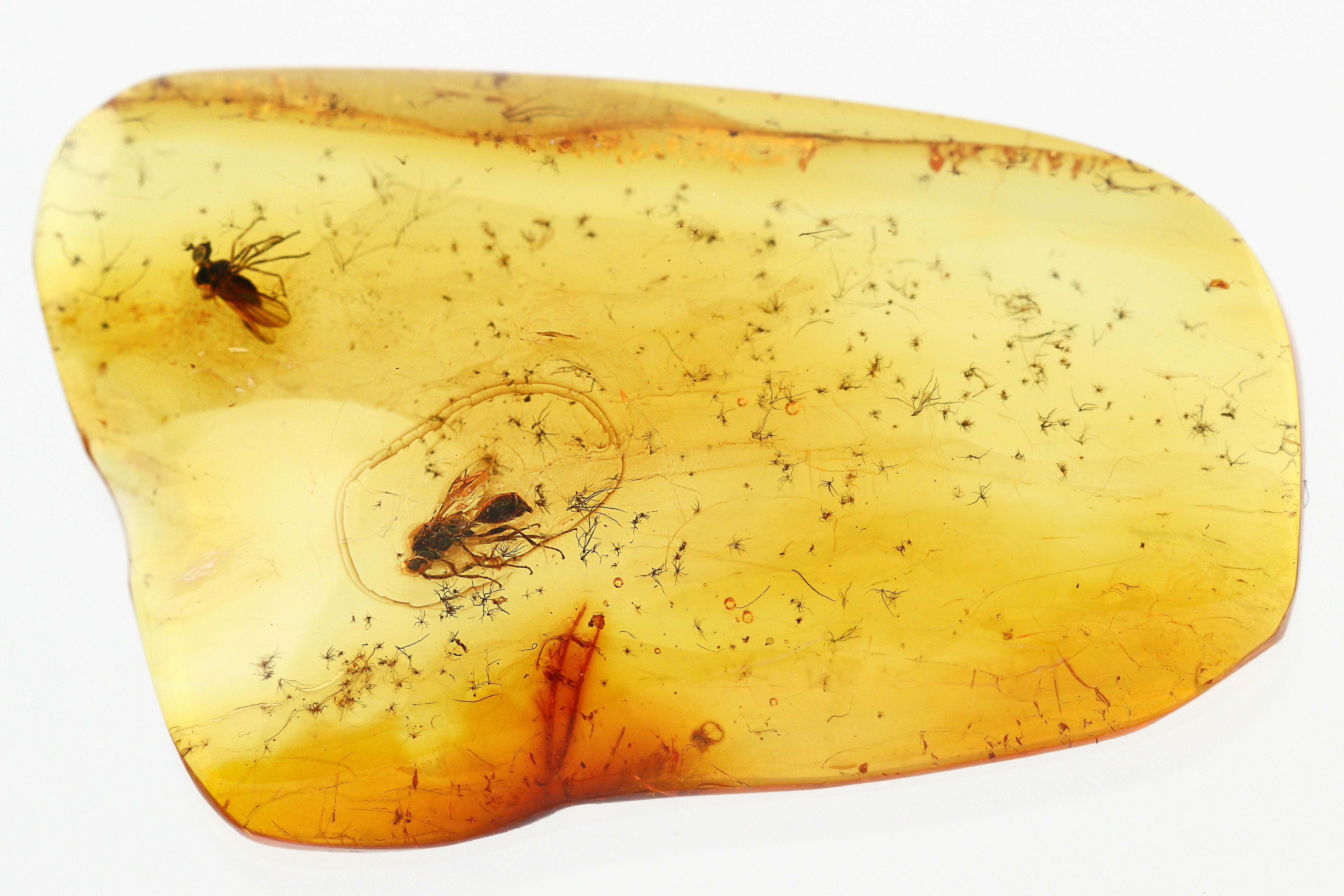 Detailed Fossil Parasitoid Wasp (Proctotrupidae) In Baltic Amber ...