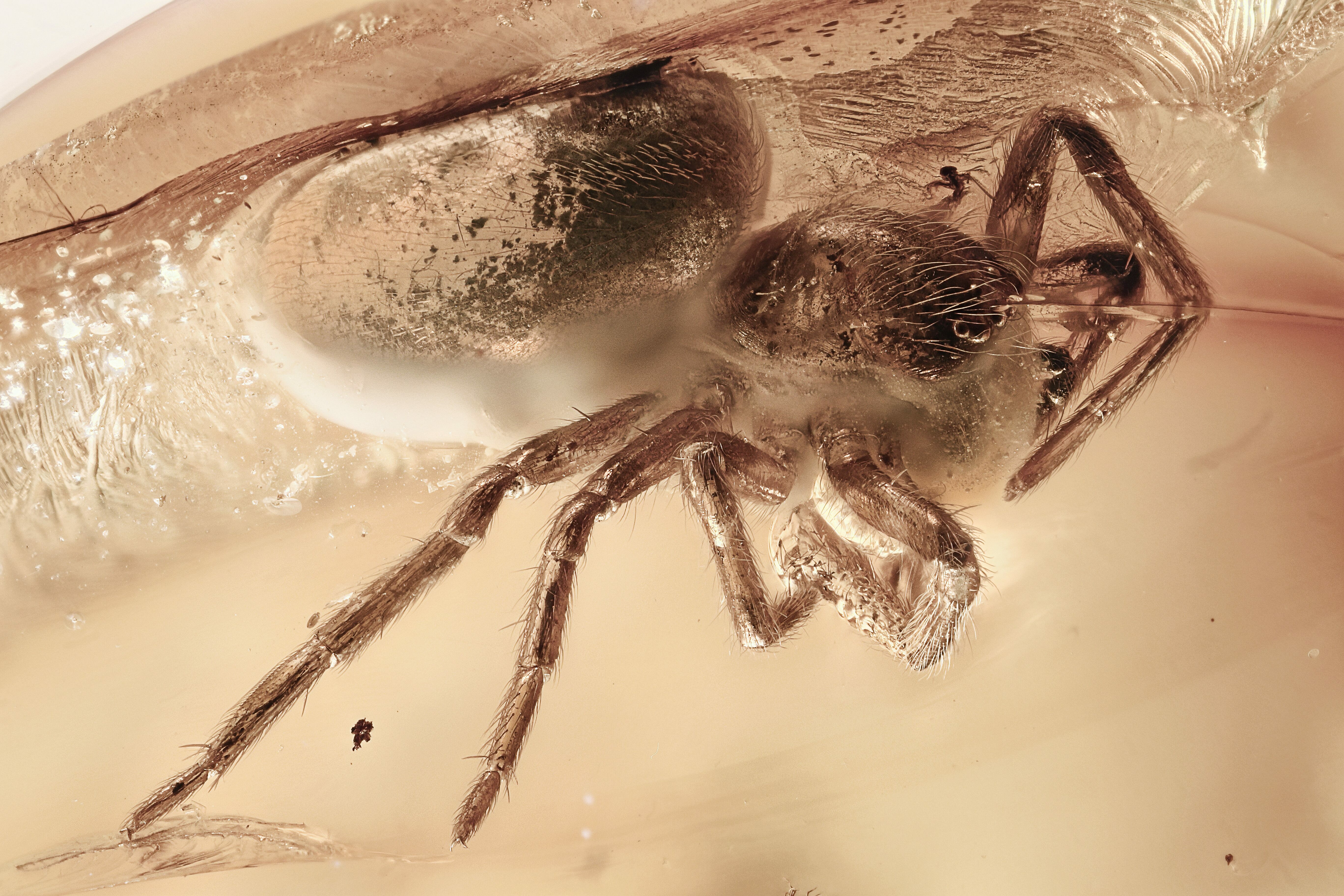 Detailed Fossil Spider (Araneae) In Baltic Amber (#307367) For Sale ...