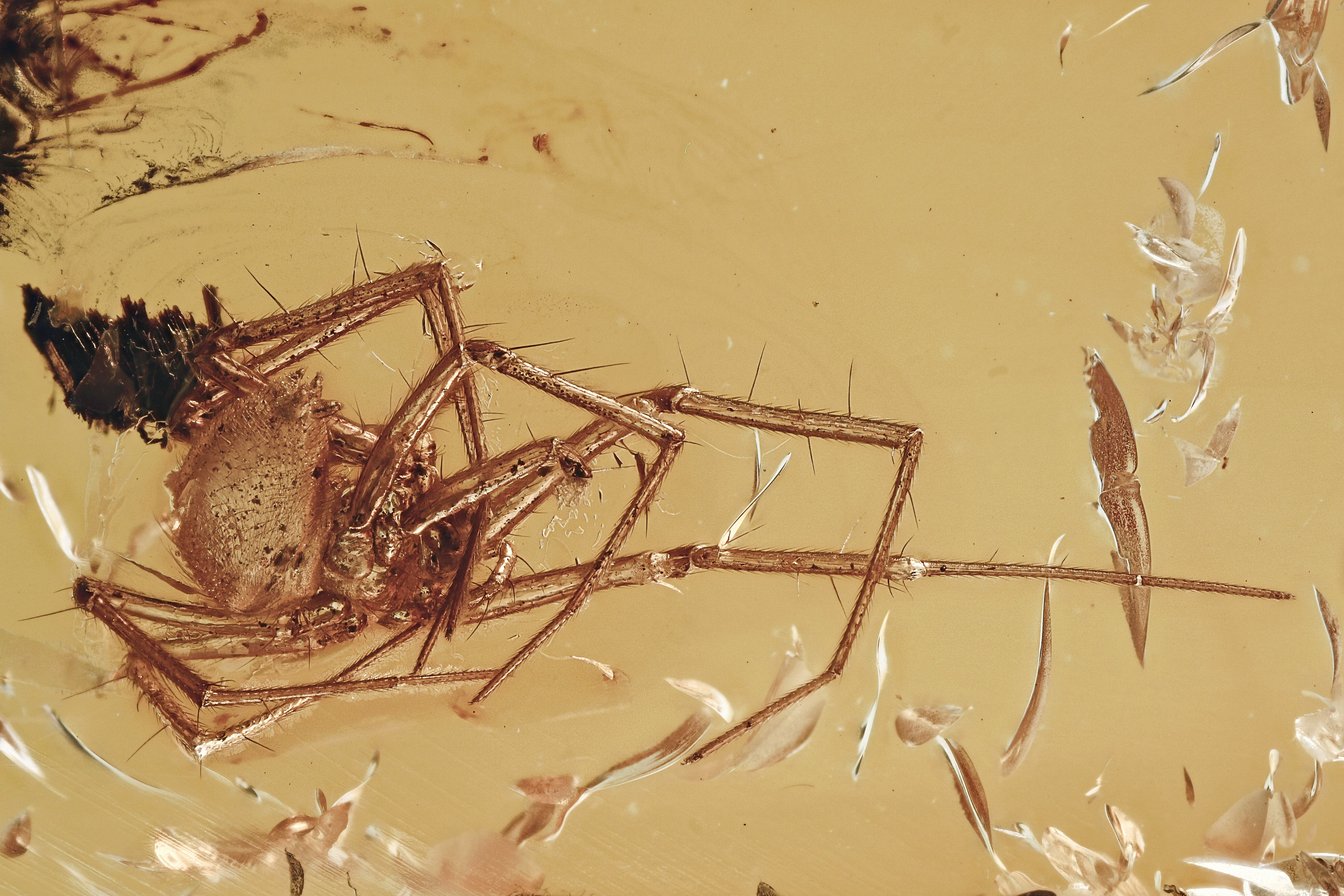 Detailed Fossil Spider (Araneae) In Baltic Amber (#307306) For Sale ...