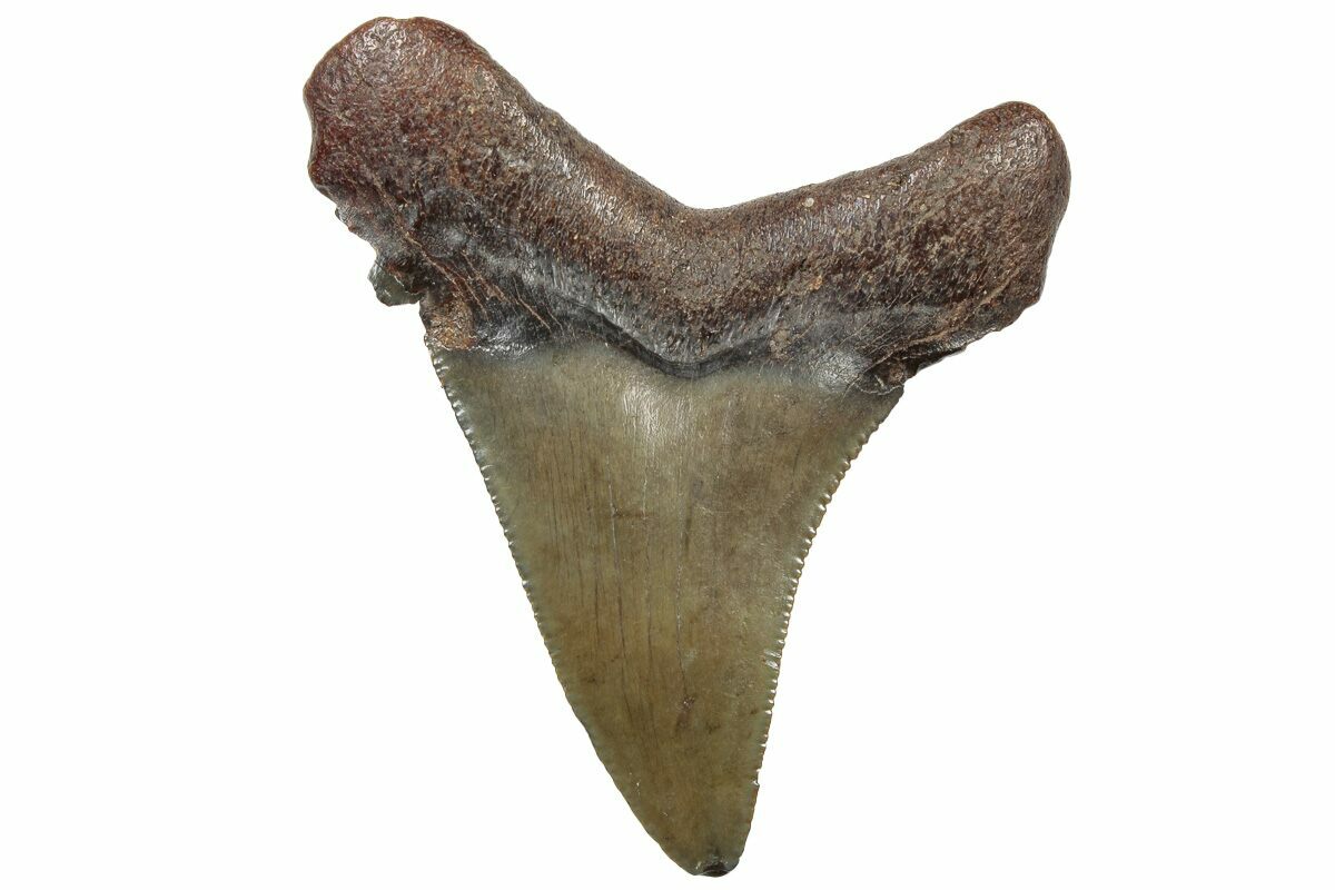2.51" Serrated Angustidens Tooth - Megalodon Ancestor (#308026) For ...