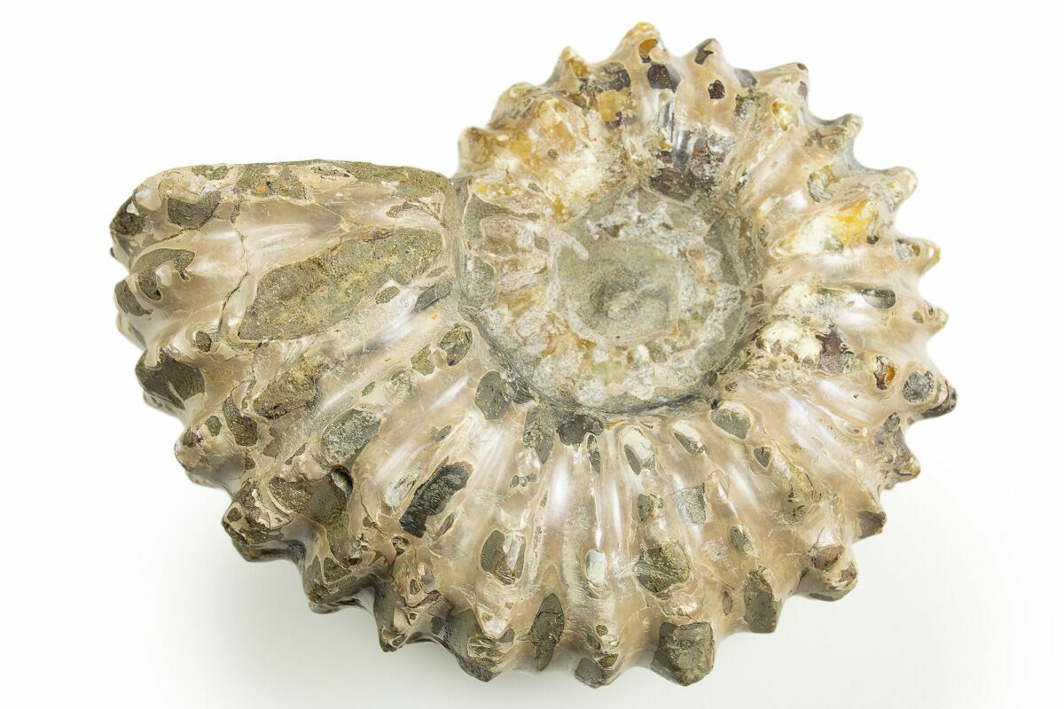 4" Bumpy Ammonite (Douvilleiceras) Fossil - Madagascar (#308054) For ...