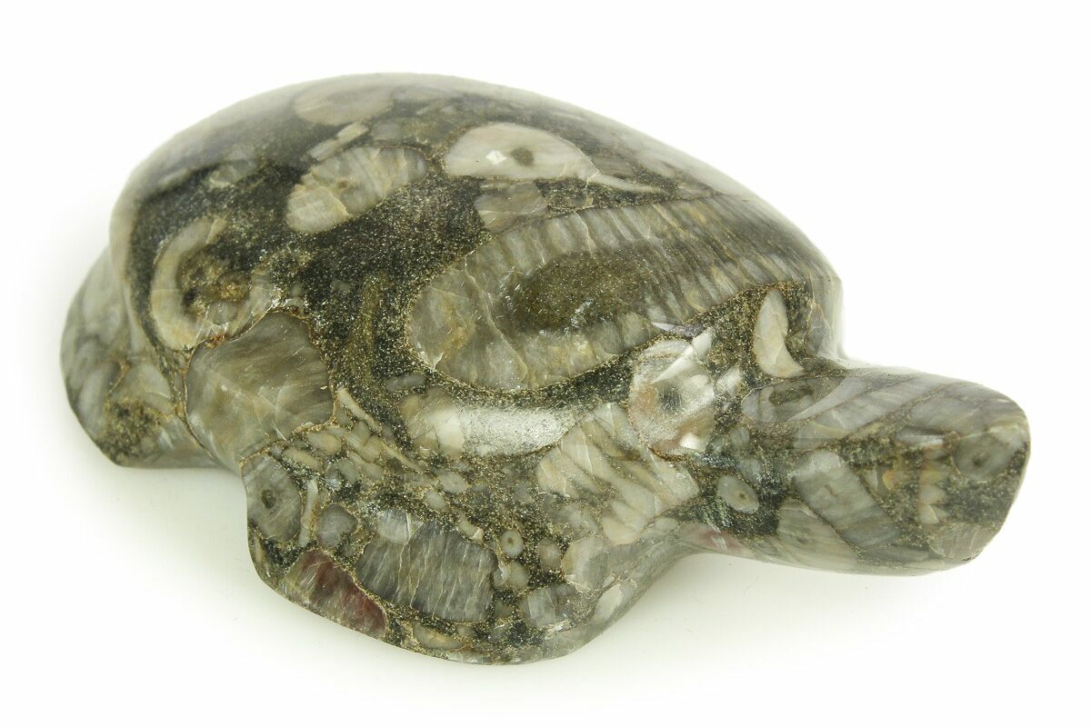 2" Carved Crinoid Stems in Marble Turtle (#308320) For Sale - FossilEra.com
