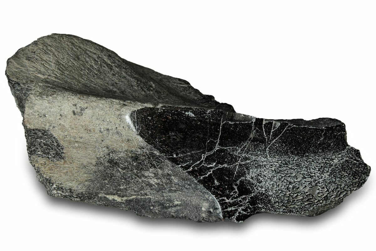 6.5" Polished Fossil Dinosaur Bone (Gembone) Section - Wyoming (#309395) For Sale - FossilEra.com