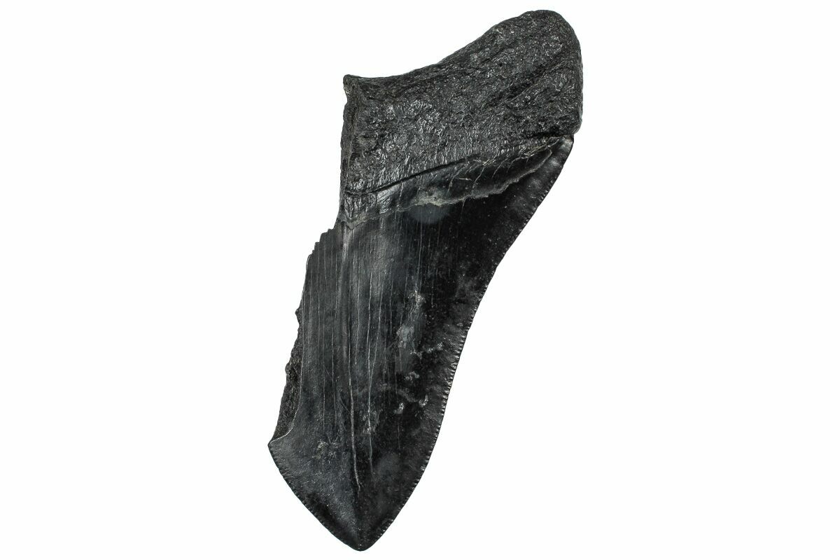 4.31" Partial, Fossil Megalodon Tooth - South Carolina (#309536) For ...