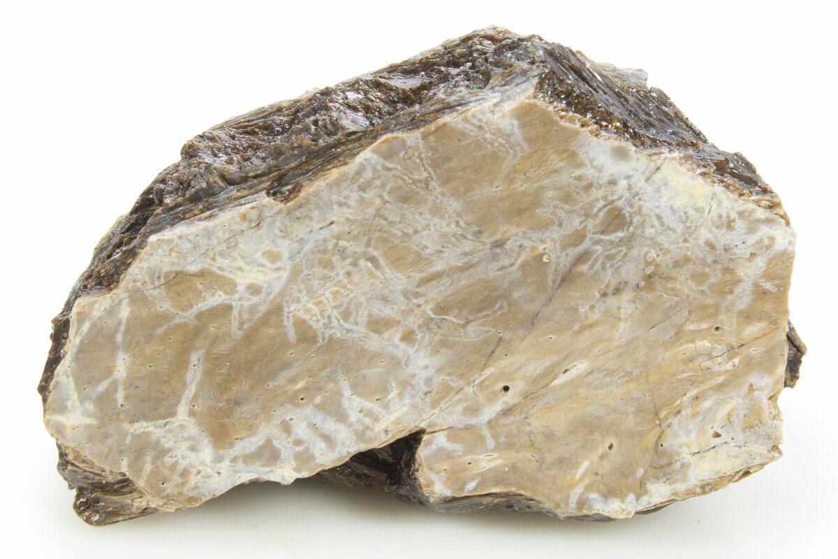 1.7" Fossil Tyrannosaur (T. rex) Bone Section - Wyoming (#309869) For ...