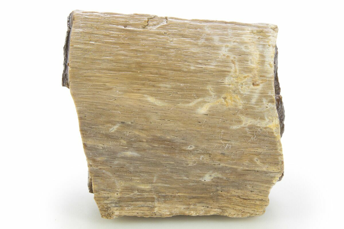 1" Fossil Tyrannosaur (T. rex) Bone Section - Wyoming (#309904) For ...