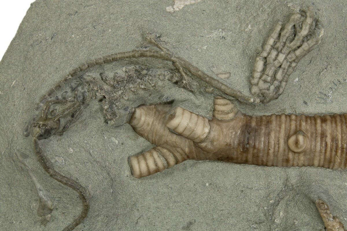 3.9" Fossil Crinoid Plate (Three Species) - Crawfordsville, Indiana ...
