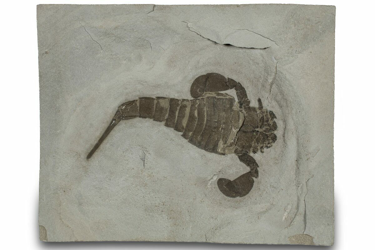 4.1" Eurypterus (Sea Scorpion) Fossil - New York (#310226) For Sale ...