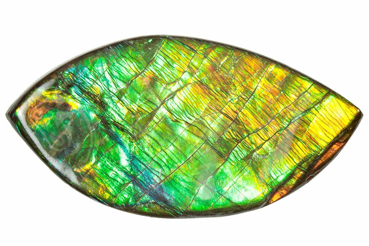 2.35" Iridescent Ammolite (Fossil Ammonite Shell) - Brilliant Green ...