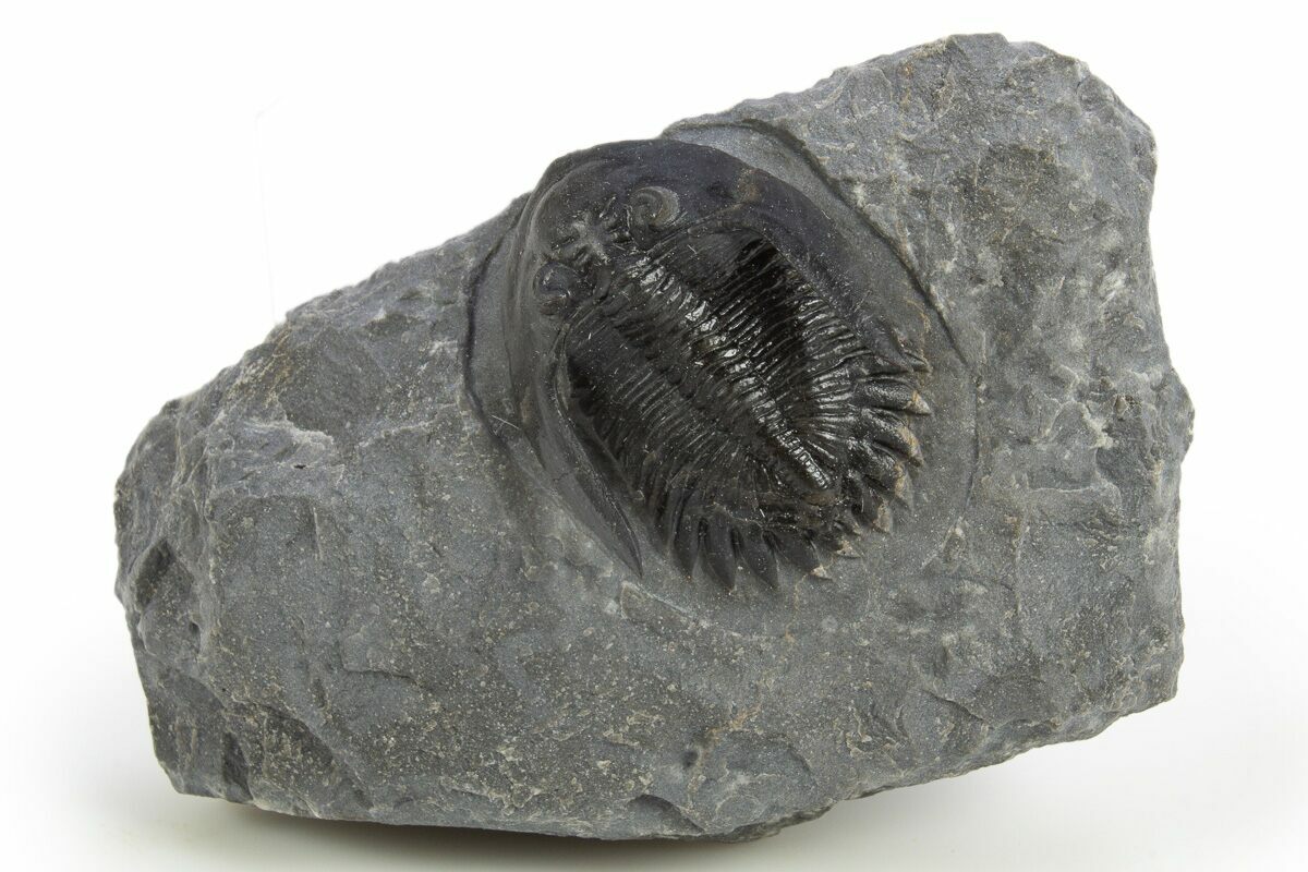 1.55" Mrakibina Trilobite - Free-Standing Genal Spines (#310512) For ...