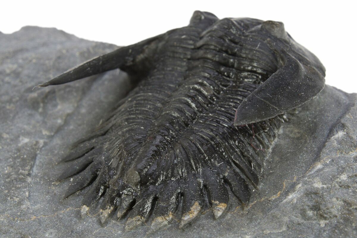 1.55" Mrakibina Trilobite - Free-Standing Genal Spines (#310512) For ...