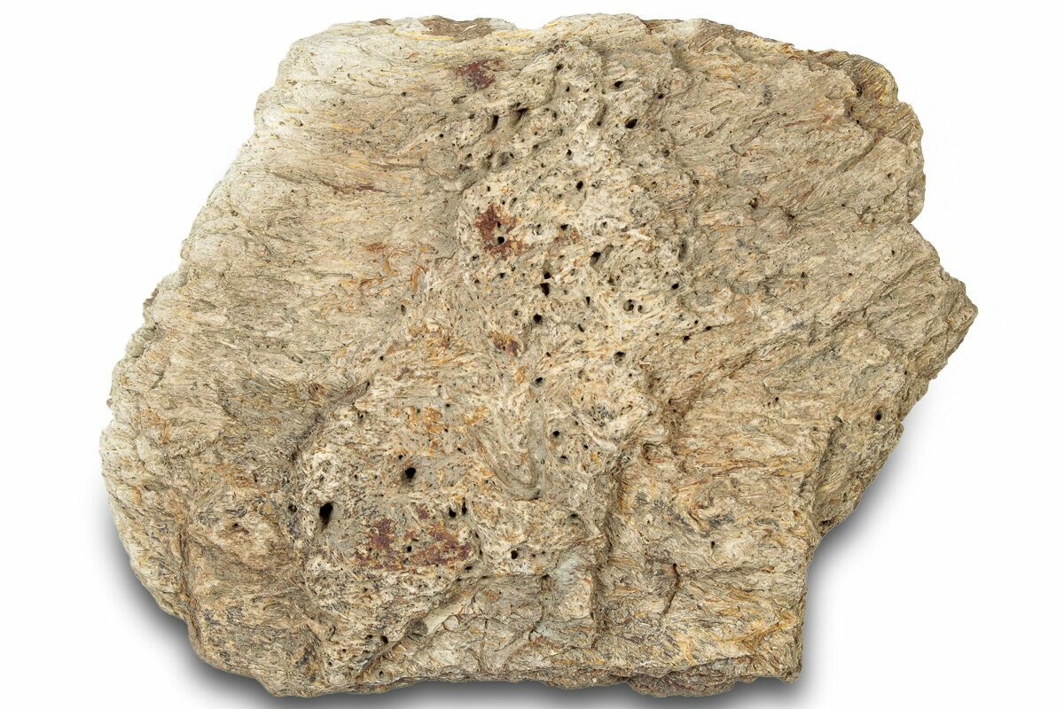 3.1" Dinosaur (Triceratops) Frill Shield Section - Montana (#310554 ...