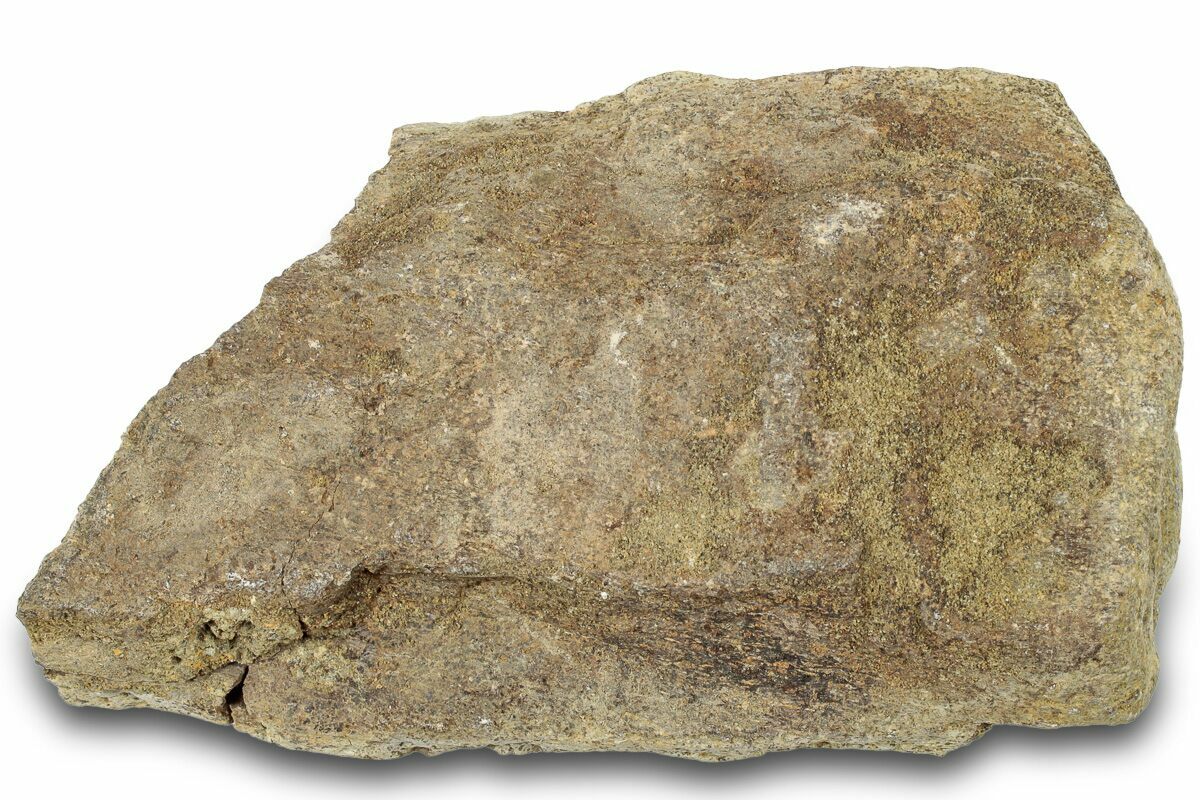 4" Dinosaur (Triceratops) Frill Shield Section - Montana (#310561) For ...