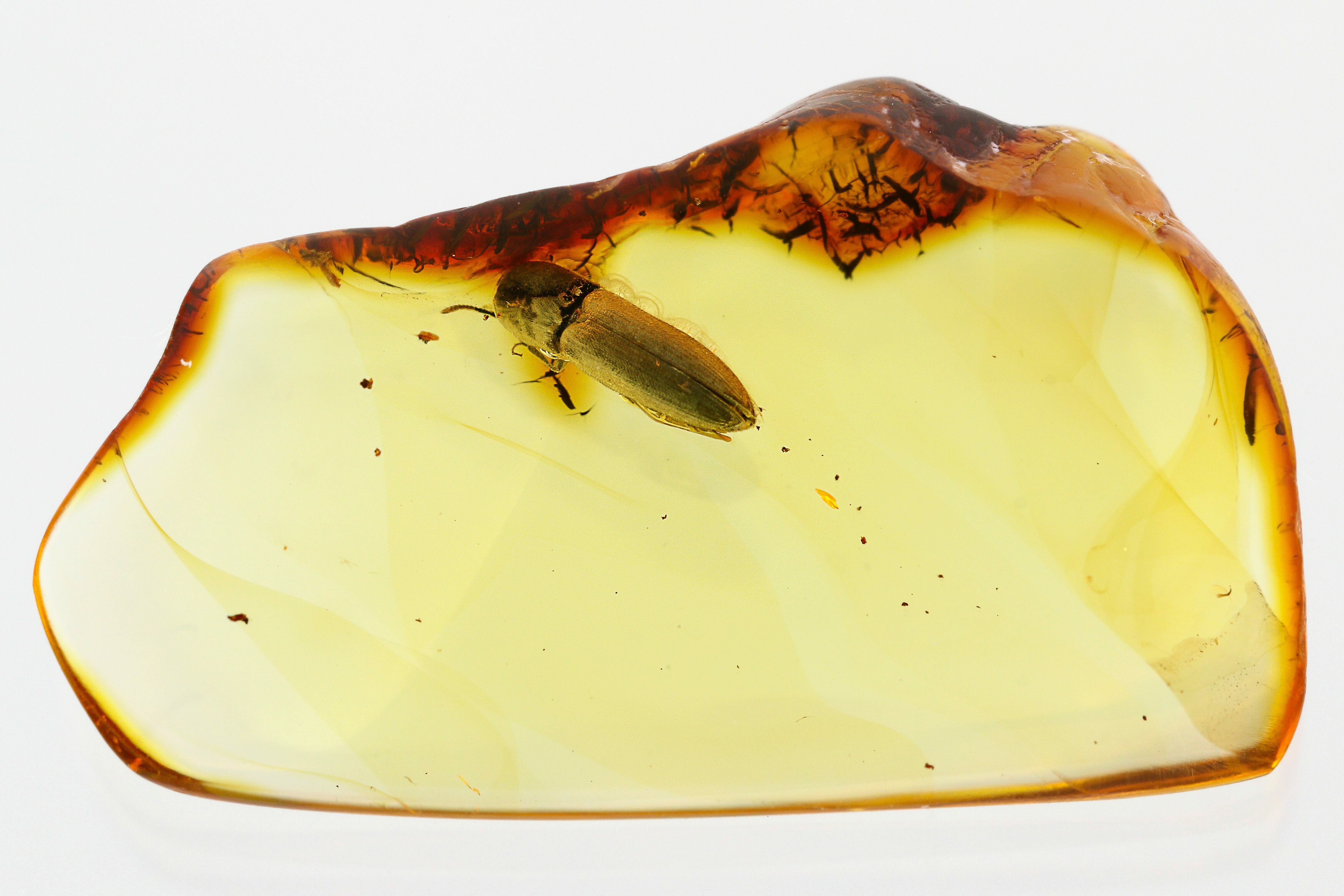 Detailed Fossil False Click Beetle (Eucnemidae) in Baltic Amber ...