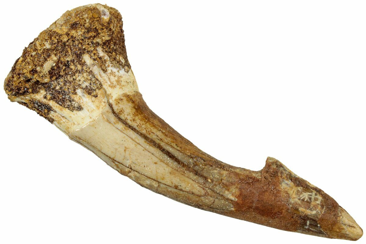 Bargain, 3.2" Fossil Sawfish (Onchopristis) Rostral Barb - Morocco ...