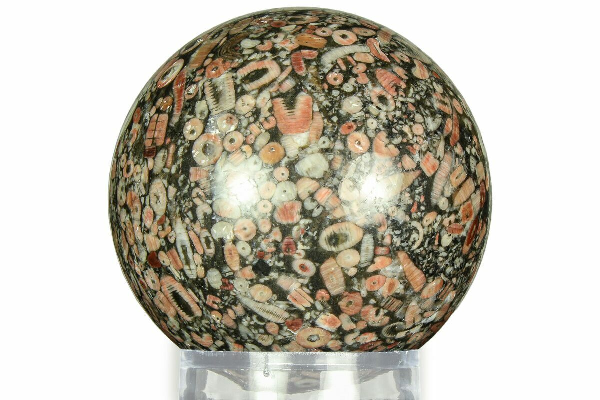 2.8" Colorful Fossil Crinoid Stems In Marble Sphere (#311738) For Sale ...