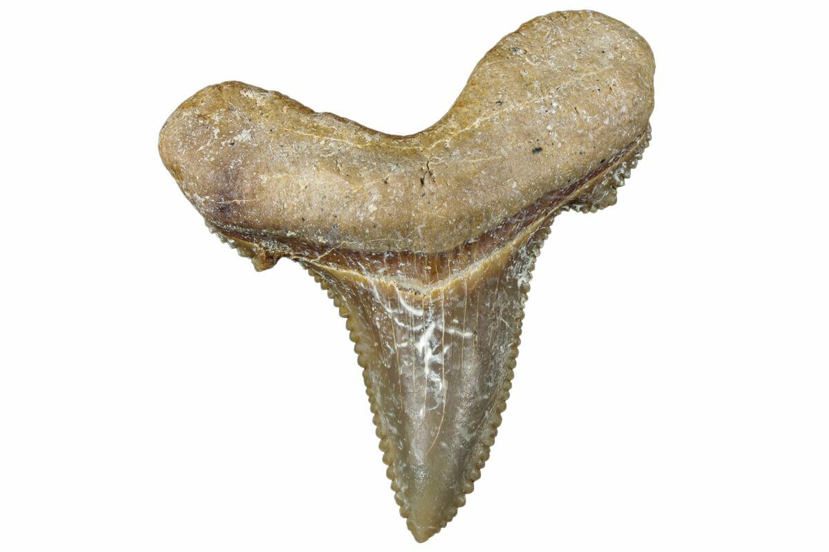 1.82" Serrated Sokolovi (Auriculatus) Shark Tooth - Dakhla, Morocco ...