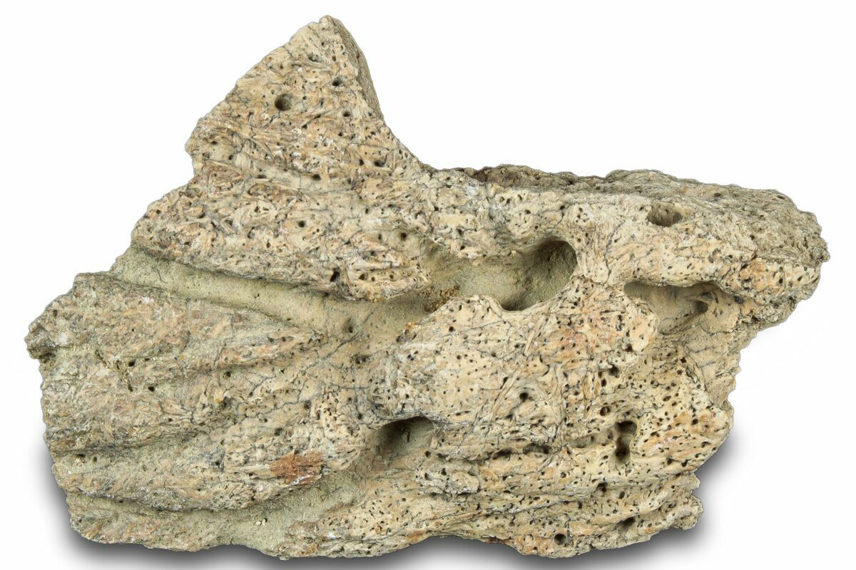 1.9" Dinosaur (Triceratops) Frill Shield Section - Montana (#312276 ...