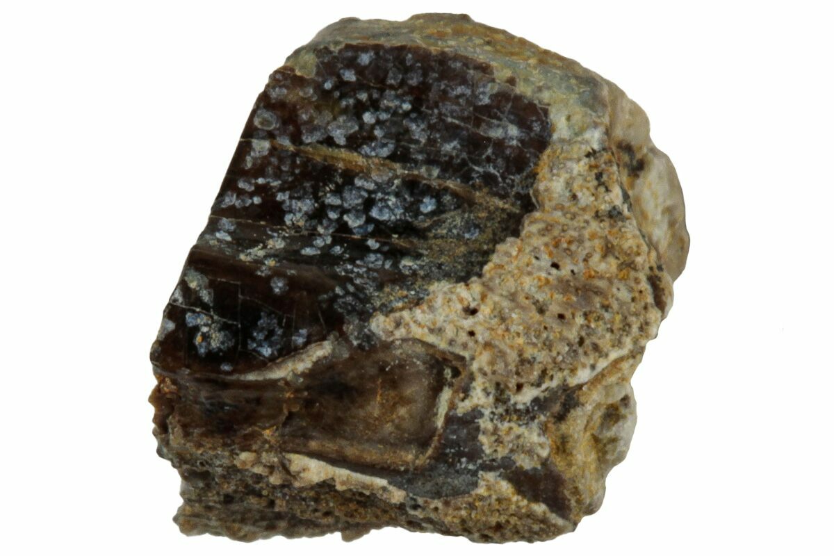 .28" Fossil Hadrosaur (Edmontosaurus) Shed Tooth - Wyoming (#312565 ...