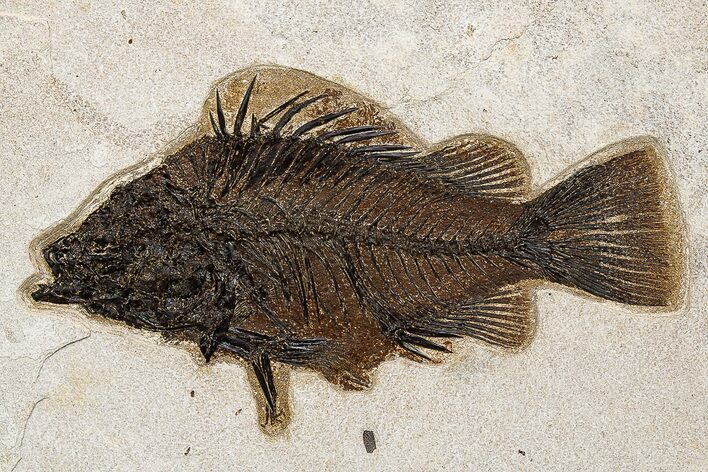 Huge, 13" Superb Fossil Fish (Priscacara) - Top Quality Specimen ...