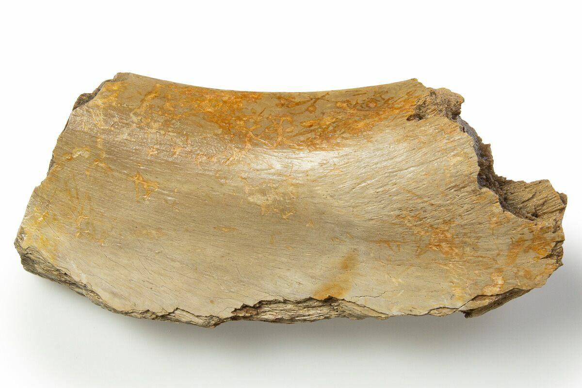 4.2" Fossil Tyrannosaur (T. rex) Rib Bone Section - Wyoming (#314029 ...