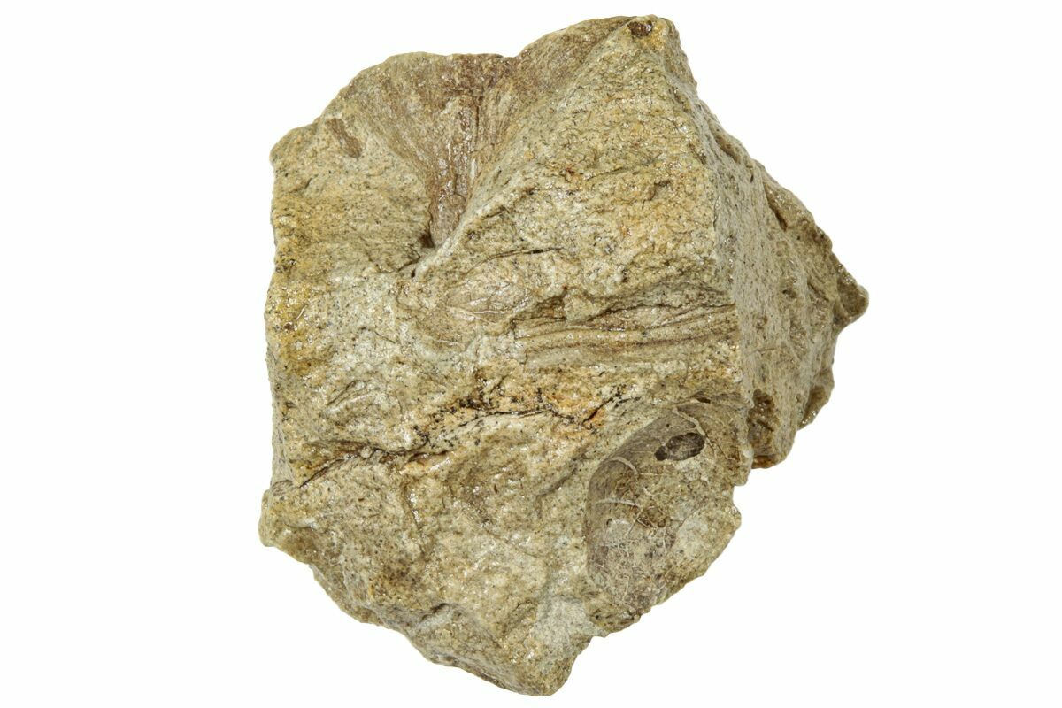 .8" Fossil Tyrannosaur (T. rex) Bone Section - Wyoming (#314079) For ...