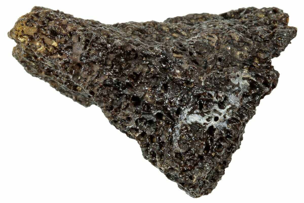 .8" Fossil Tyrannosaur (T. rex) Bone Section - Wyoming (#314123) For ...
