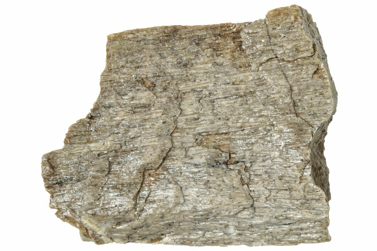 .85" Fossil Tyrannosaur (T. rex) Bone Section - Wyoming (#314130) For ...