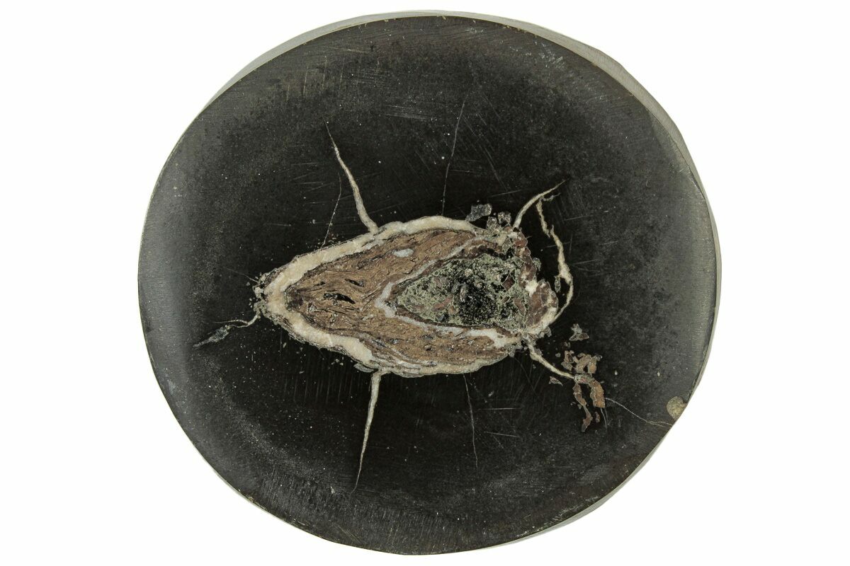 2.05" Polished Fish Coprolite (Fossil Poo) Nodule Half - Scotland ...