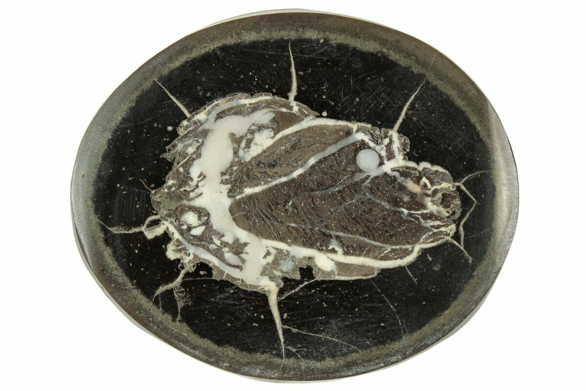 1.9" Polished Fish Coprolite (Fossil Poo) Nodule Half - Scotland ...