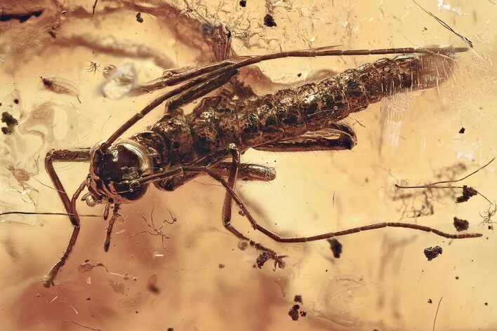 Fossil Walking Stick and Beetle Larva In Baltic Amber - Rare Inclusion ...