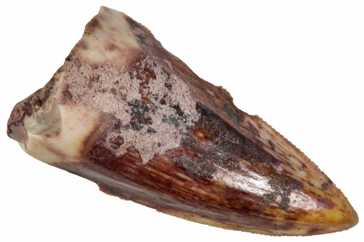 .52" Triassic Theropod Dinosaur (Coelophysis) Tooth - Texas (#315714 ...