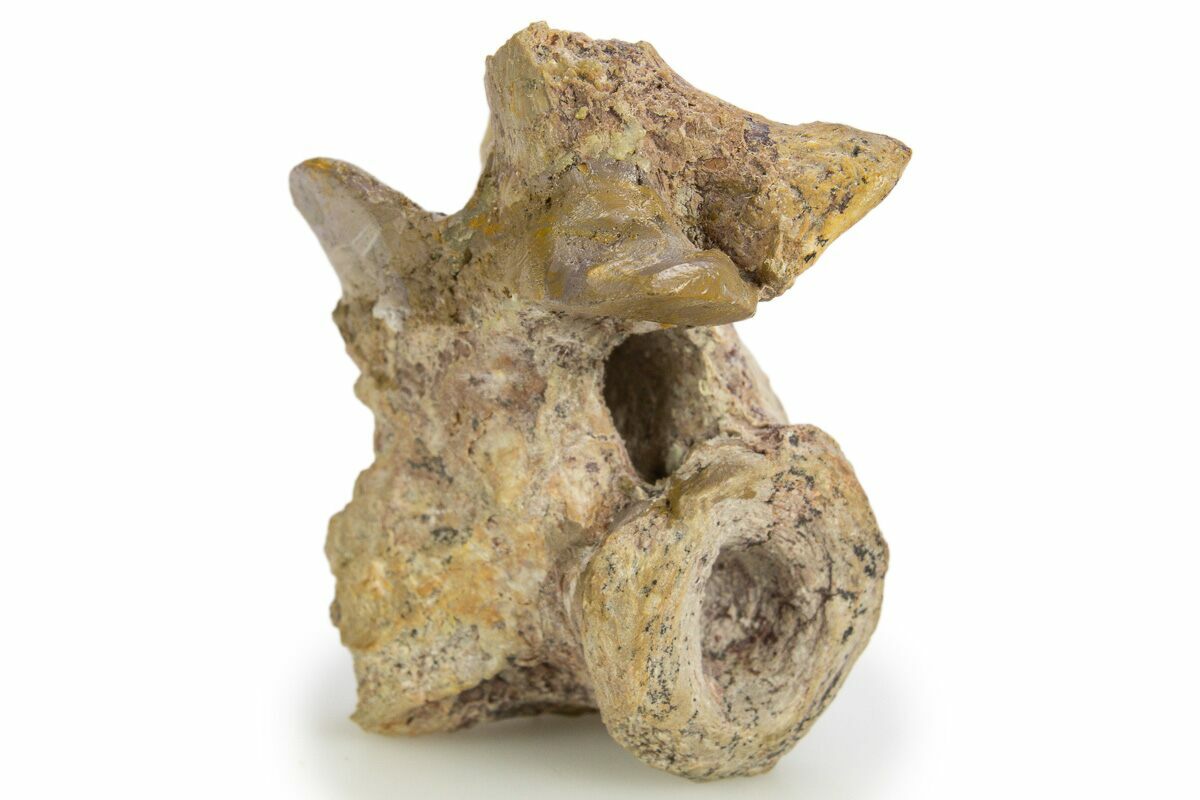1.4" Fossil Synapsid (Edaphosaurus) Vertebra - Texas (#315768) For Sale ...
