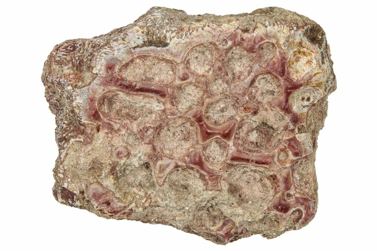 1.85" Triassic Temnospondyl (Primitive Amphibian) Scute Section - Texas ...