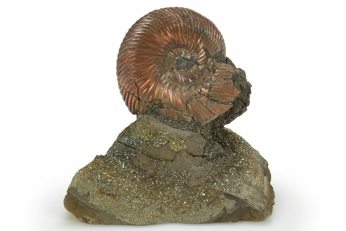 3" Iridescent, Pyritized Ammonite (Quenstedticeras) Fossil Display ...