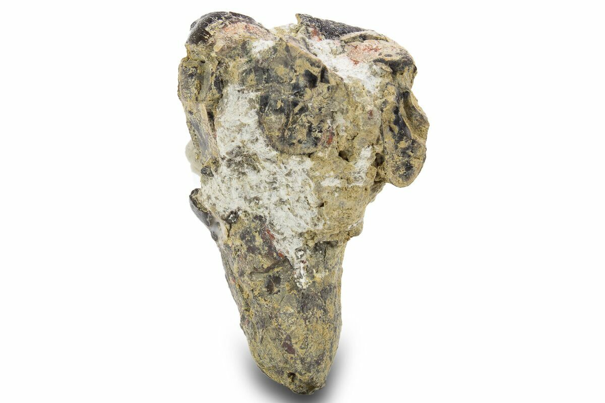 1.9" Fossil Eocene Coryphodon Mammal Tooth - Wyoming (#316443) For Sale ...