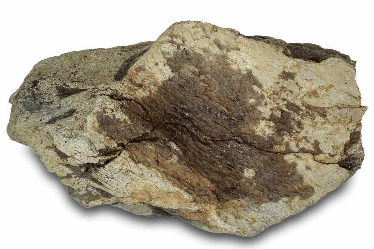 5" Dinosaur (Triceratops) Frill Shield Section - Montana (#316465) For ...