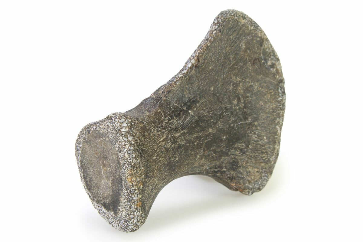 2.4" Fossil Mosasaur Paddle Bone - Texas (#316364) For Sale - FossilEra.com