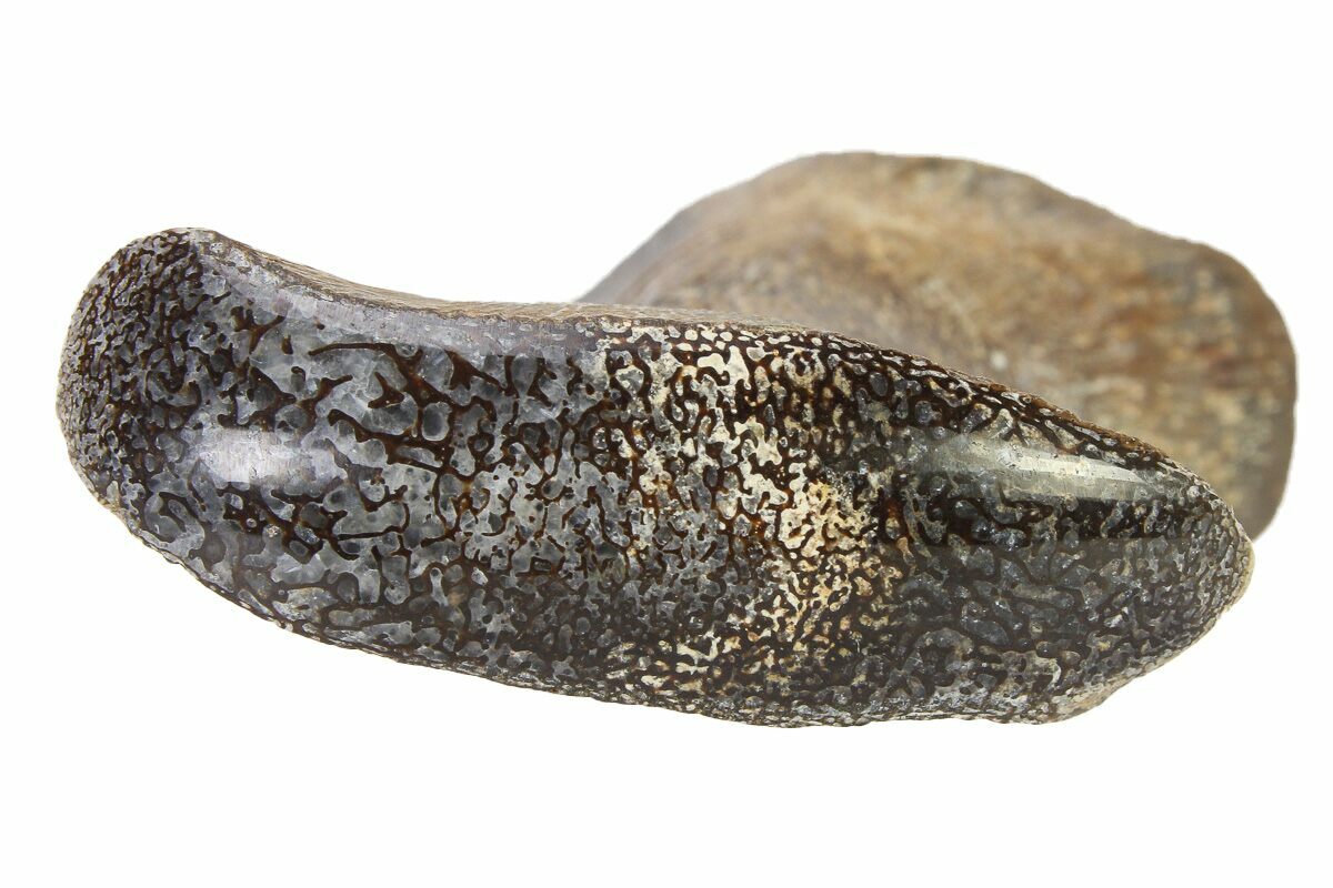 2.2" Fossil Mosasaur Paddle Bone - Texas (#316365) For Sale - FossilEra.com